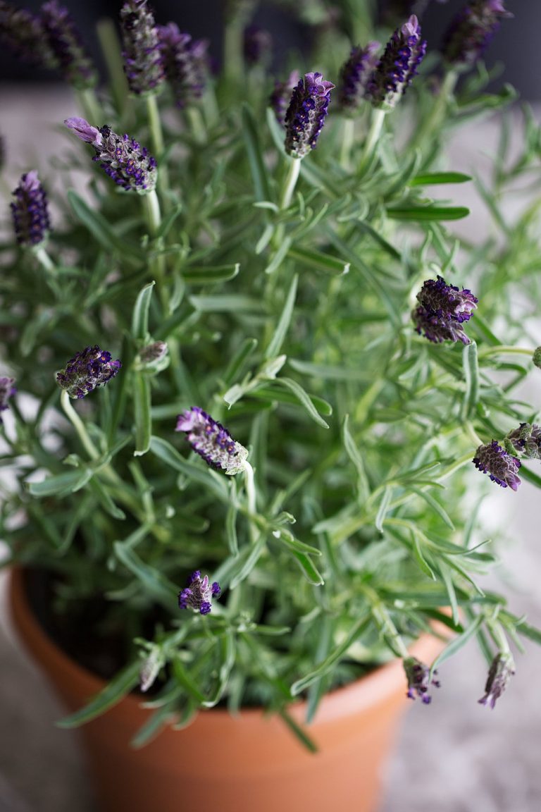 Lemon Lavender Squares - Cooking with Cocktail Rings